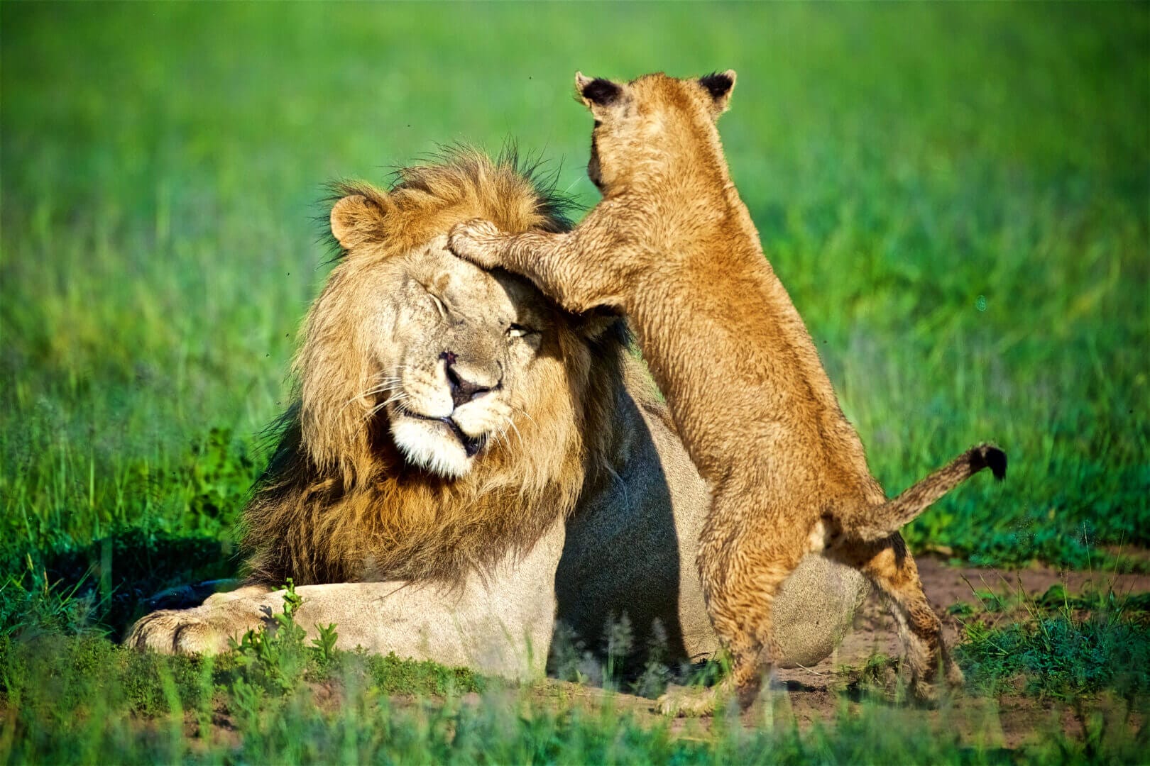 The Lion in Judaism | Hebrew Scouts